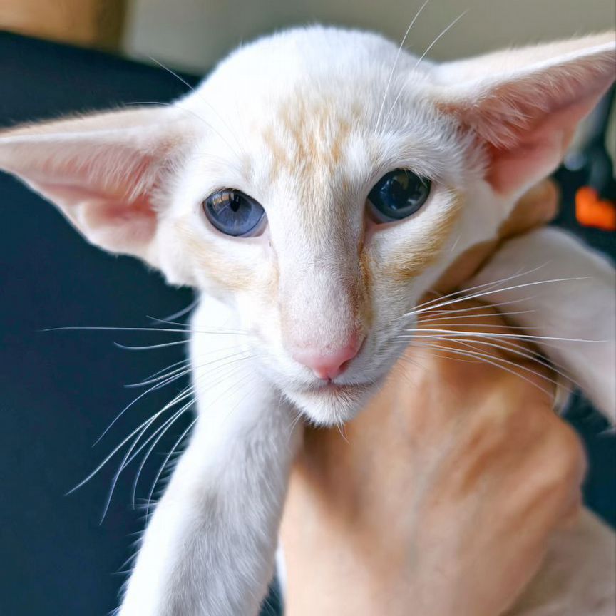 Ориентальные котята с документами