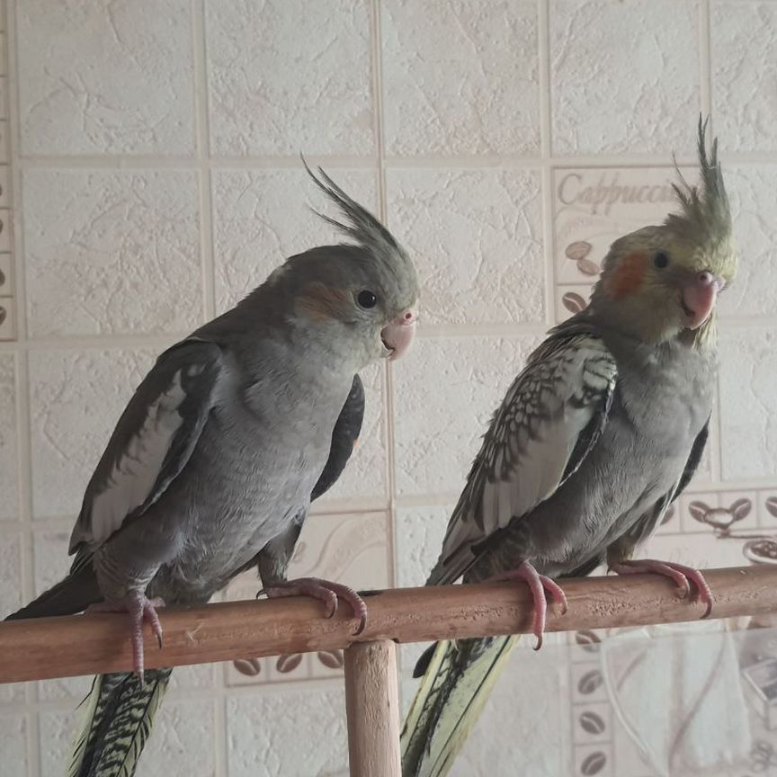 Попугай корелла птенцы