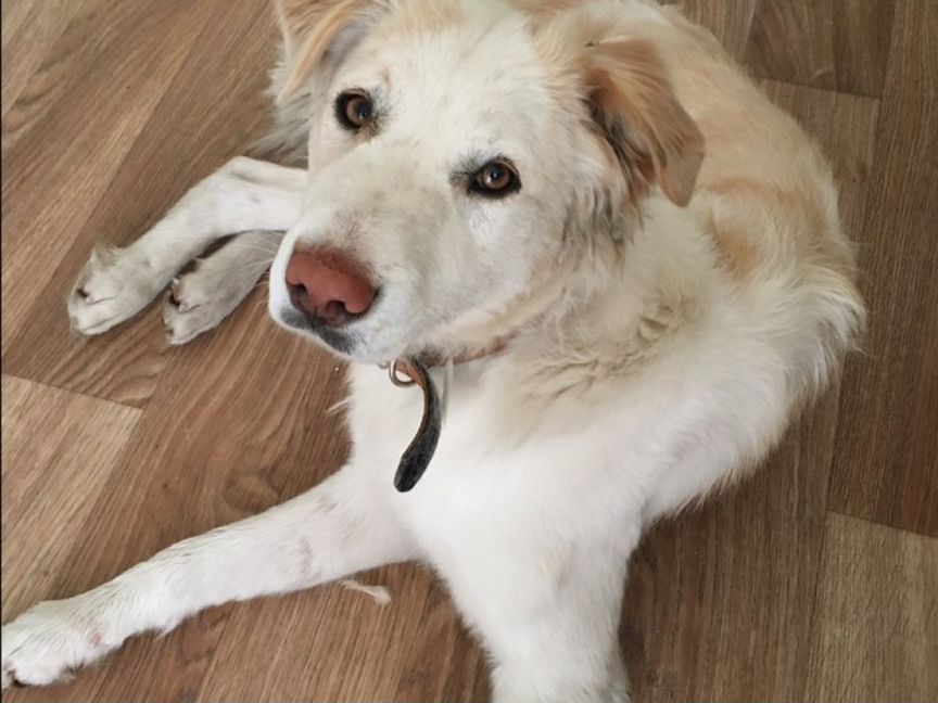 Фенечка ищет дом