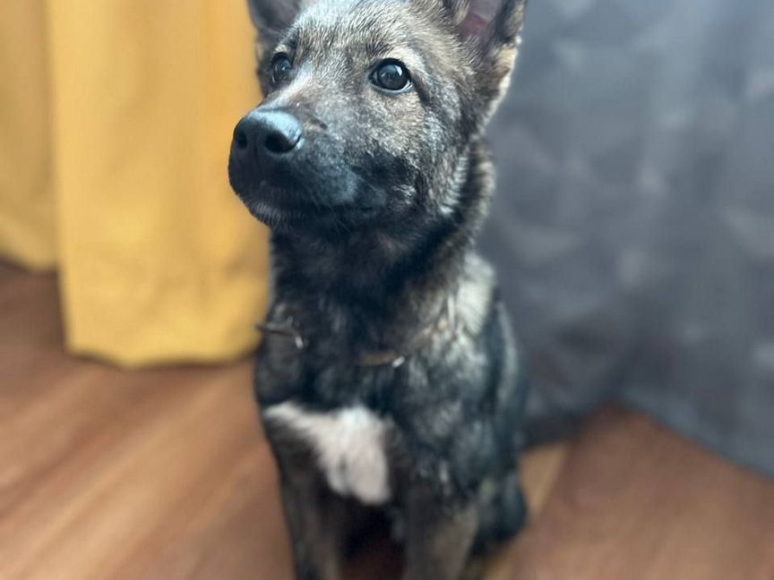 Собака в добрые руки отдам бесплатно