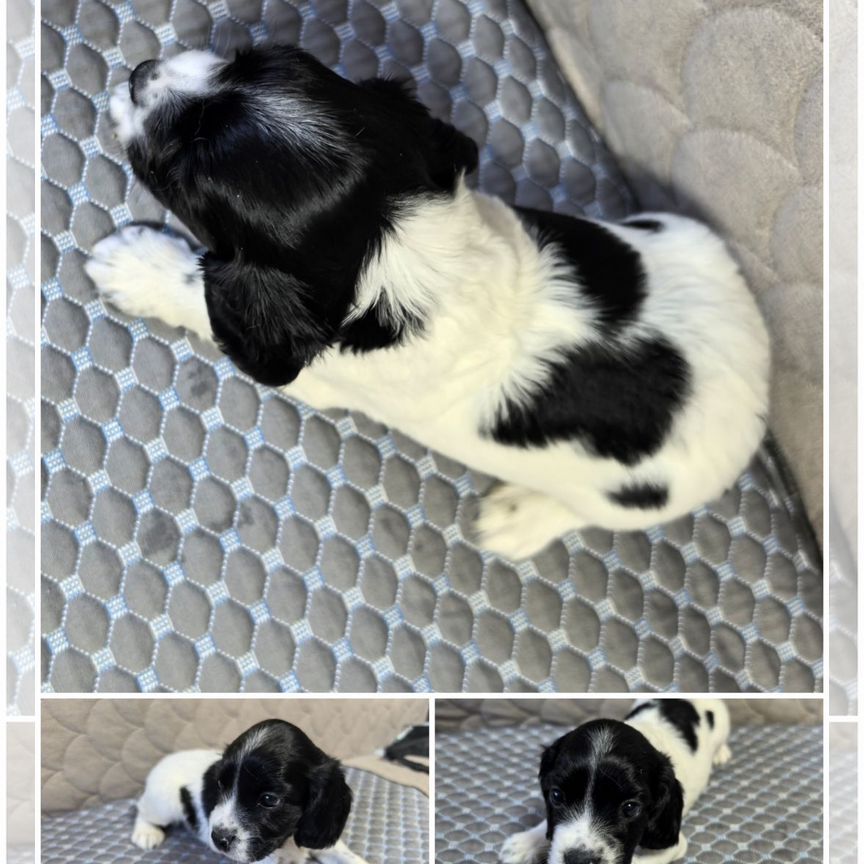 Русский охотничий спаниель, щенок