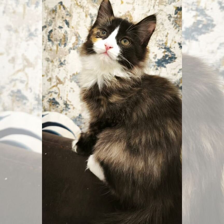 Котёнок в добрые руки