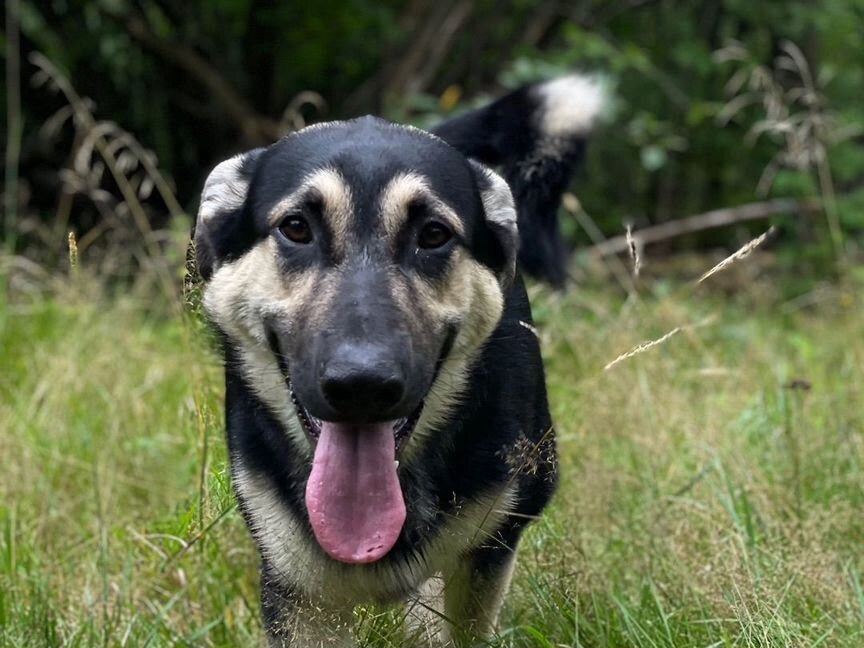 Собака в добрые руки