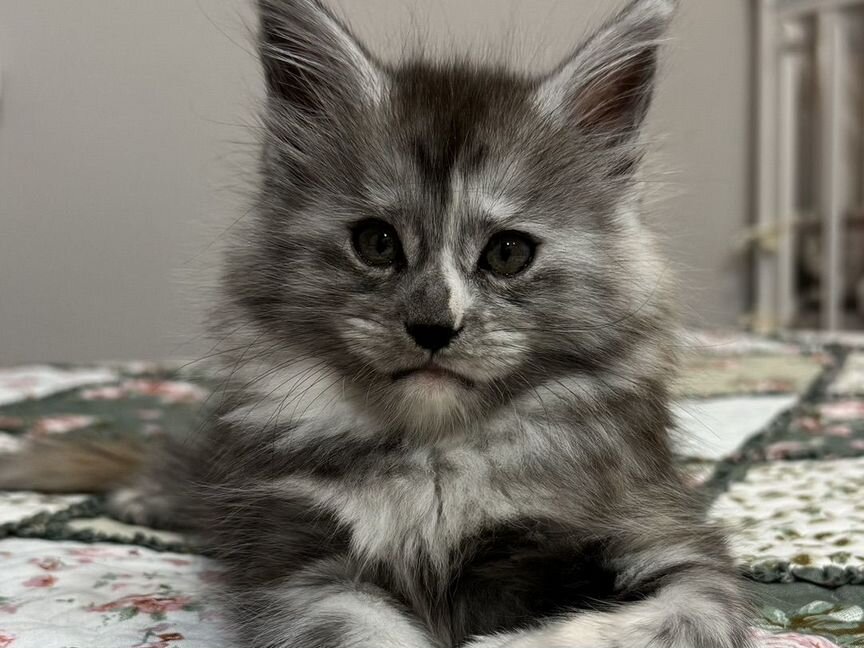 Клубные котята мейн-куны