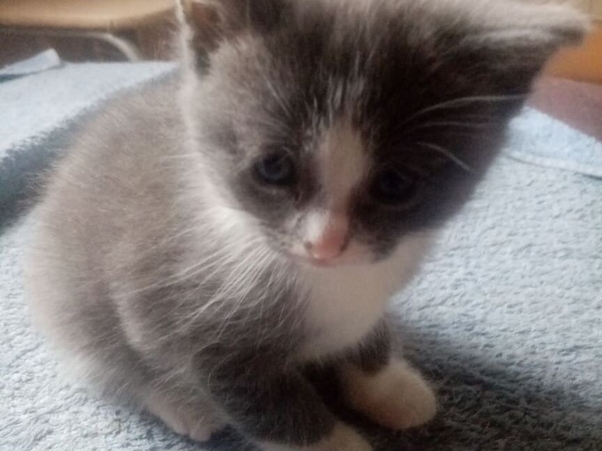 Котенок