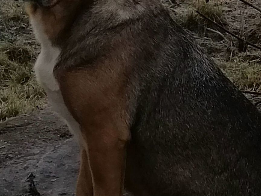 Отдам в добрые руки