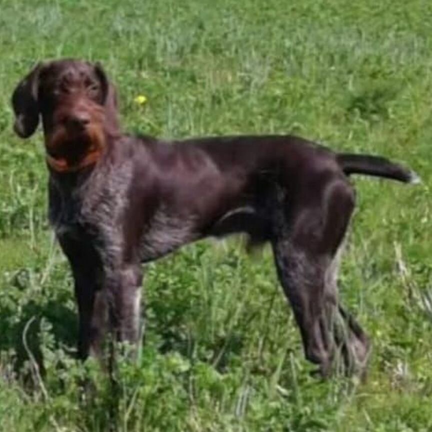 Дратхаар кобель