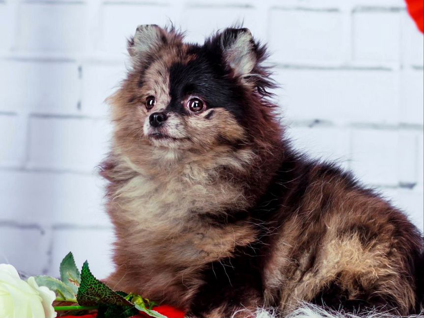 Собаки скор клуб Челябинск