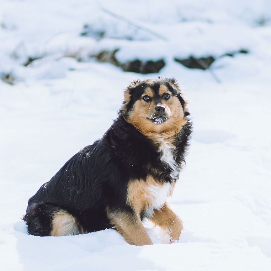 Щеночек Кивано 7 месяцев