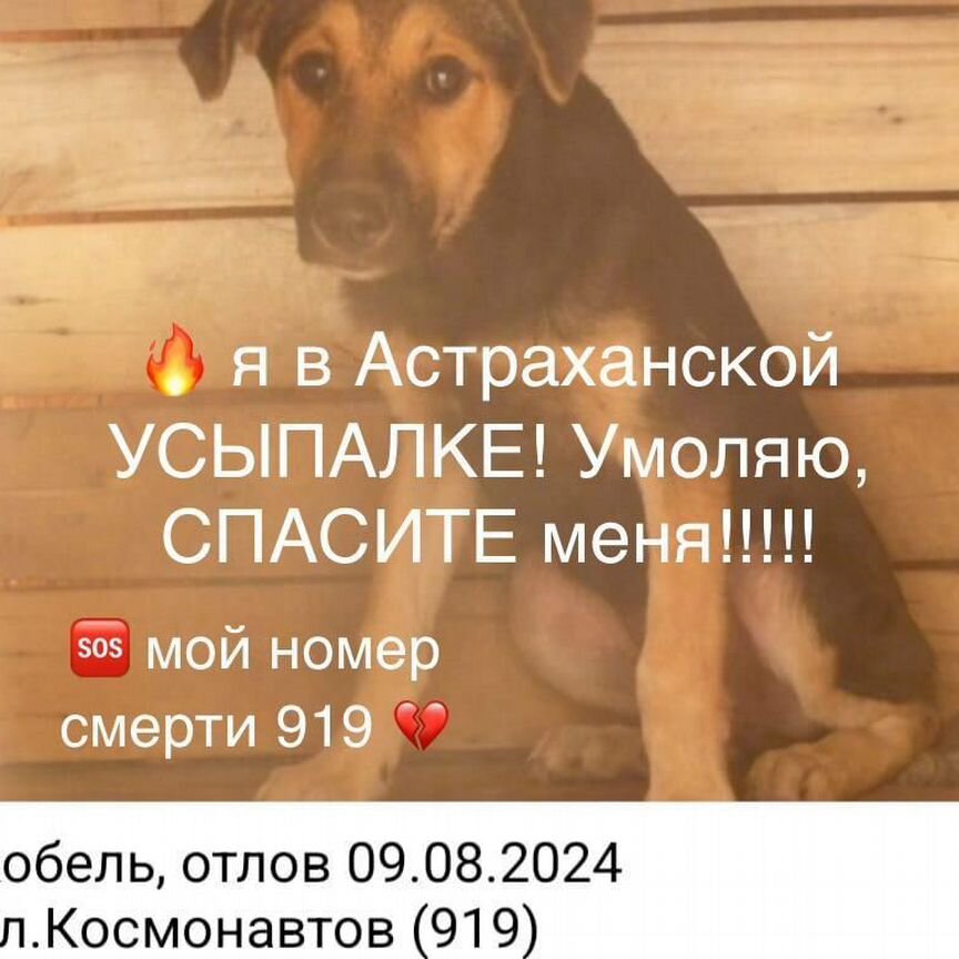 Собака в добрые руки