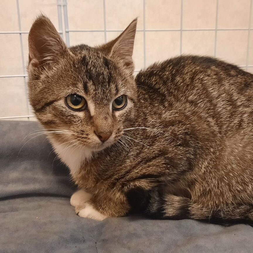 Котенок (девочка) в добрые руки