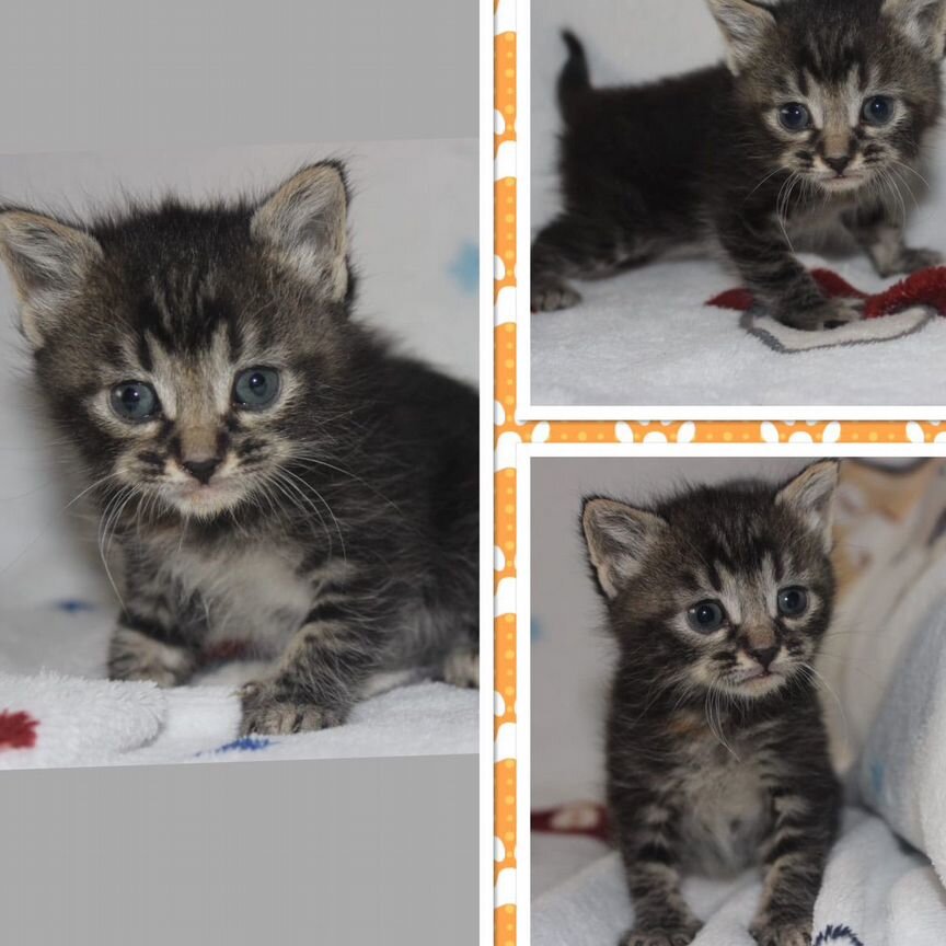Котенок 1 месяц