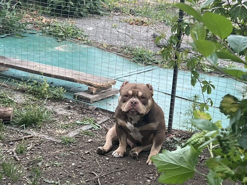 Американский булли покет