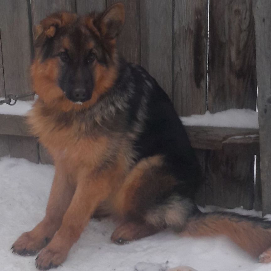 Немецкая овчарка