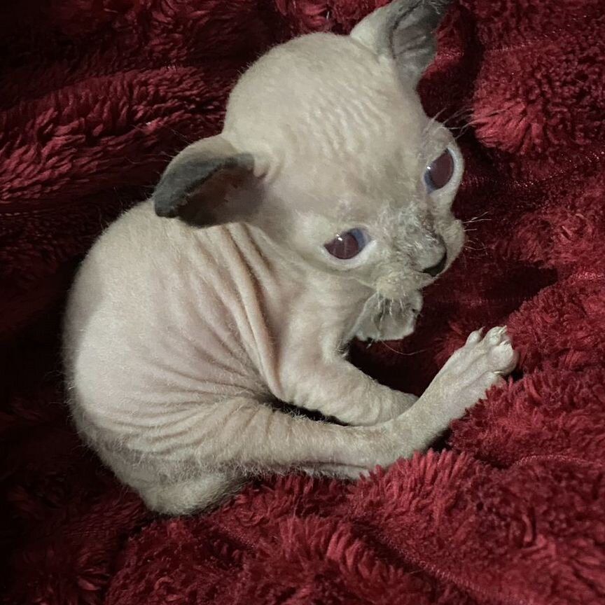 Канадский сфинкс котёнок