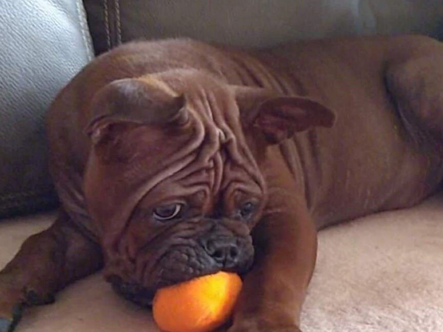 Собака чунцин