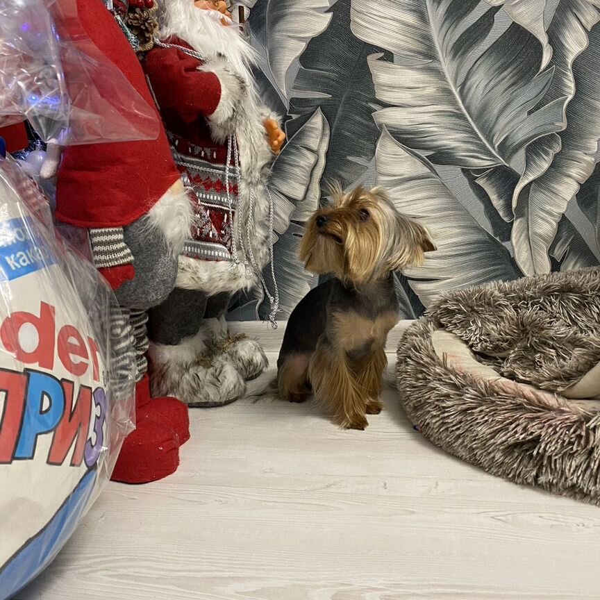 Собаки породы мини