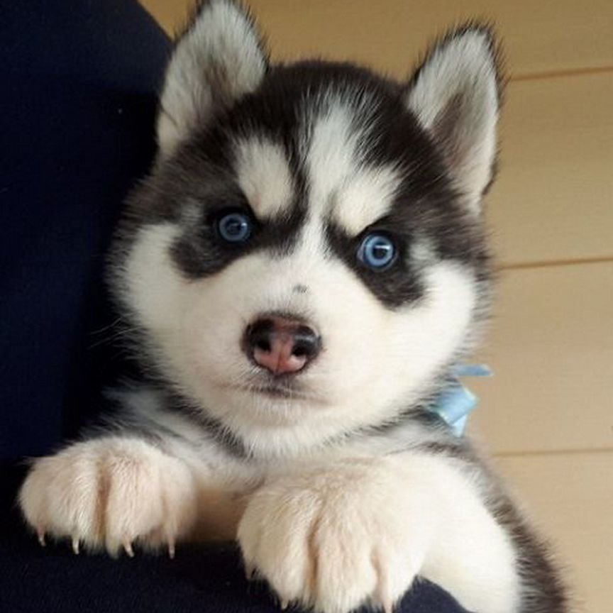 Собачки хаски