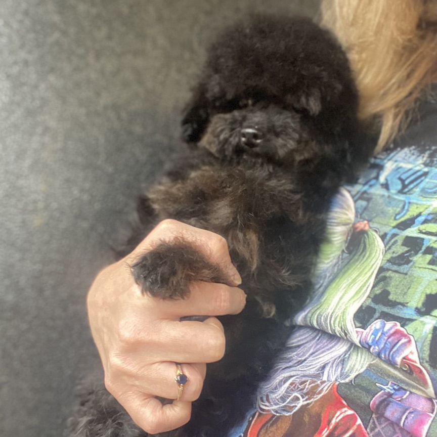 Пудель тикап мальчик 2 года 1,5 кг