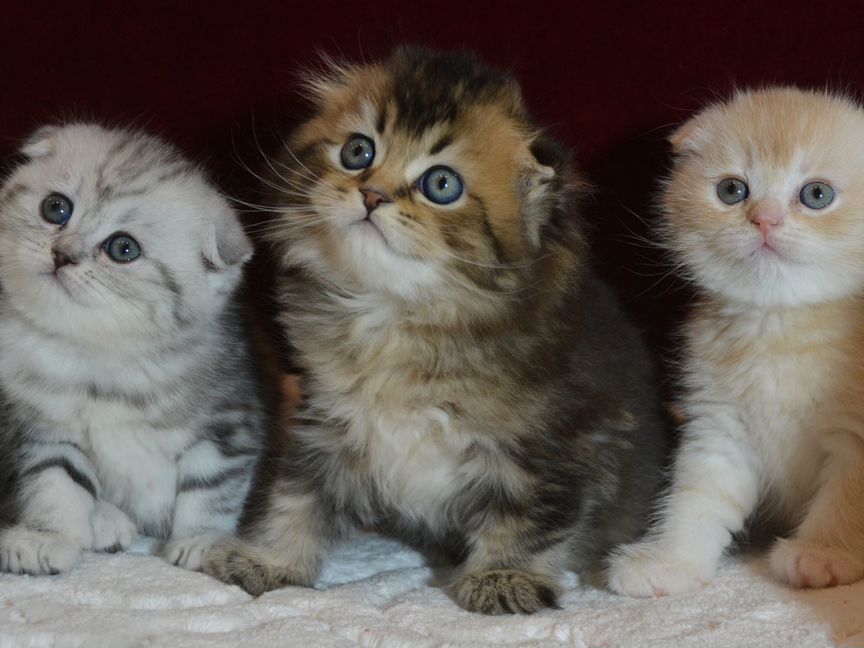 Вислоухие красивые котята