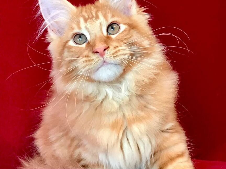 Котята мейн-кун