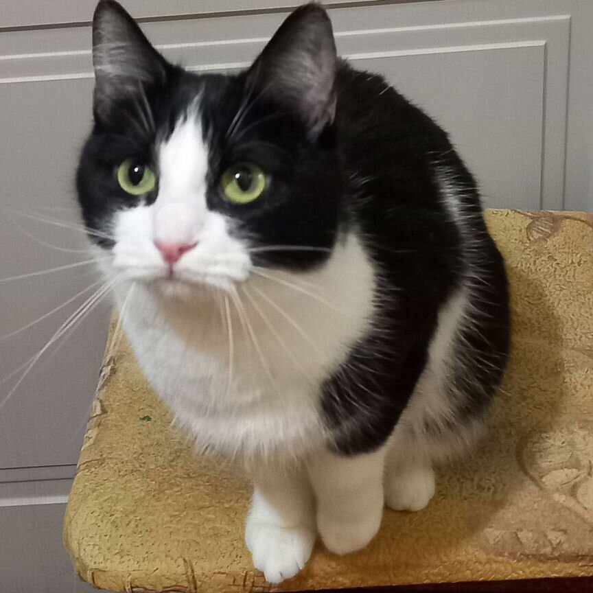 Стерилизованная Соня в надёжные руки