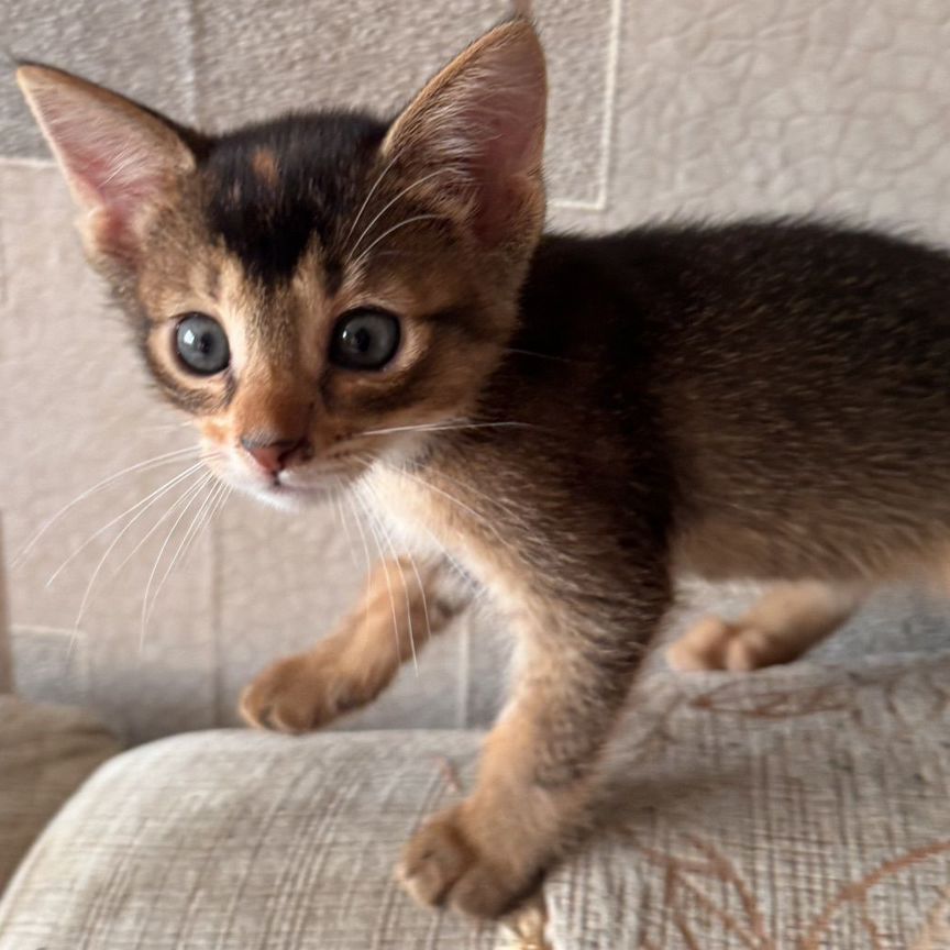 Абиссинский котёнок