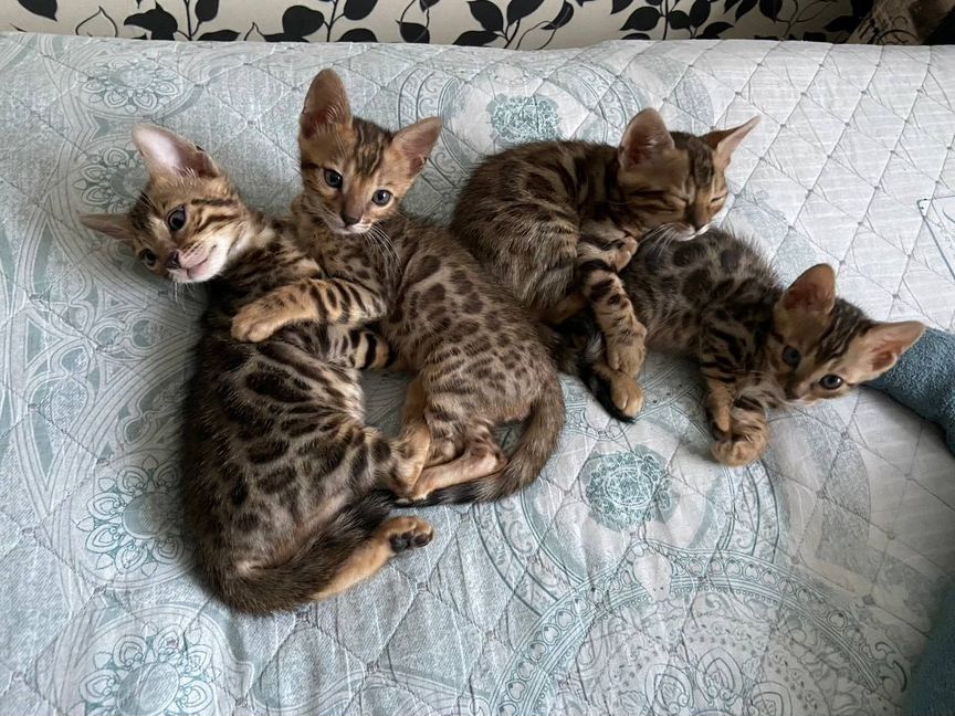 Бенгальские котята