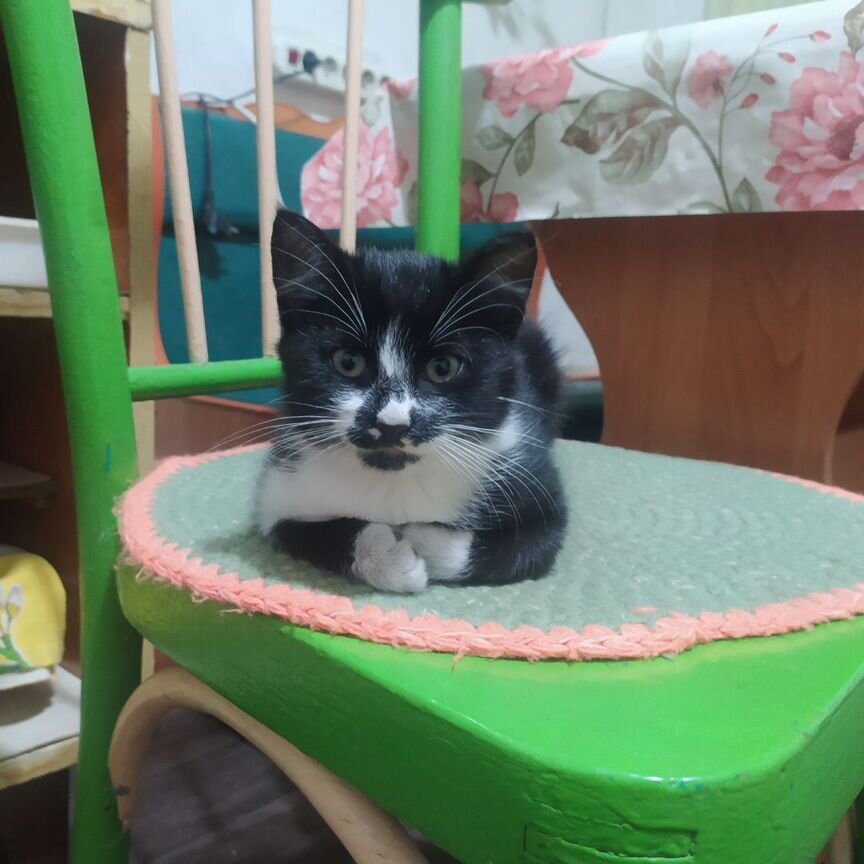 Котёнок мальчик