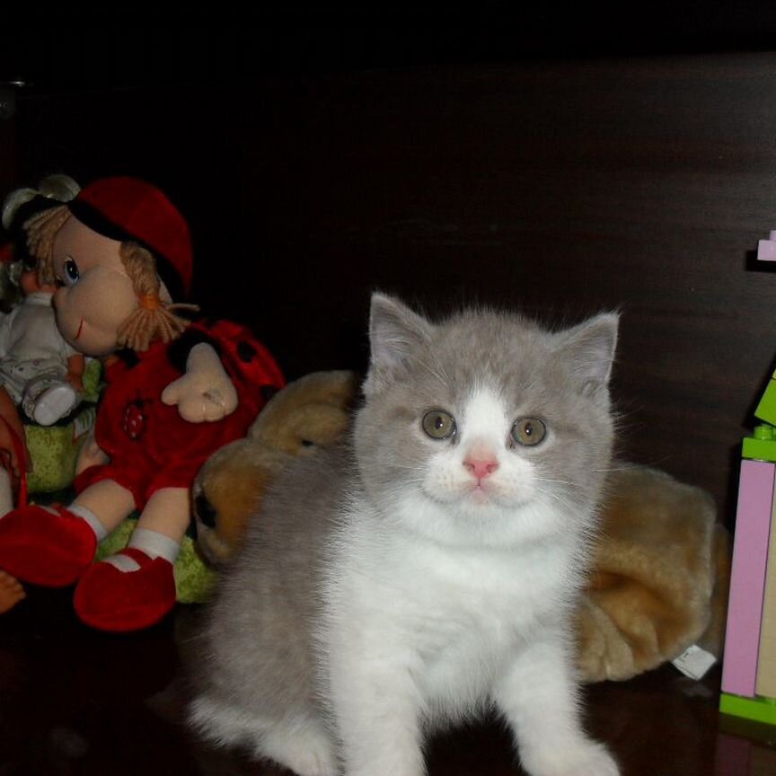 Шотландские котята