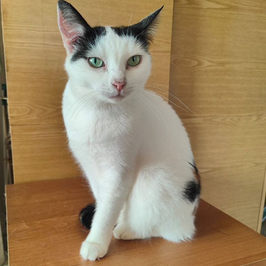 Взрослая, Девочка кошка в добрые руки