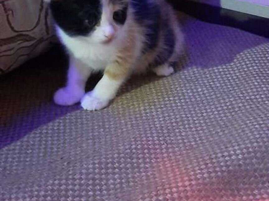 Трехцветная кошечка