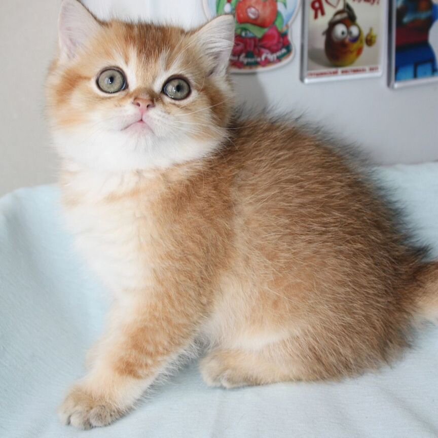 Котик золотая шиншилла