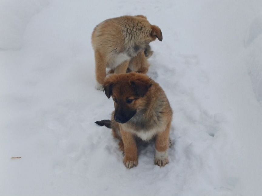 Пропадают, 2 сестрёнки уже погибли