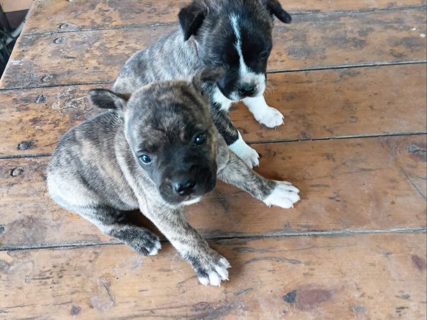 Французкий бульдог щенки