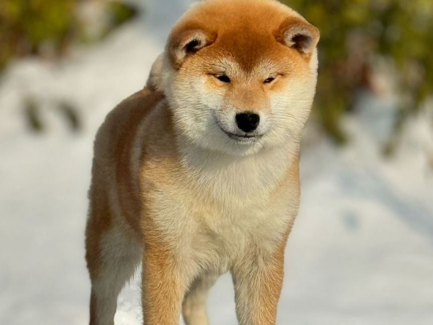 Красавчик сиба ину