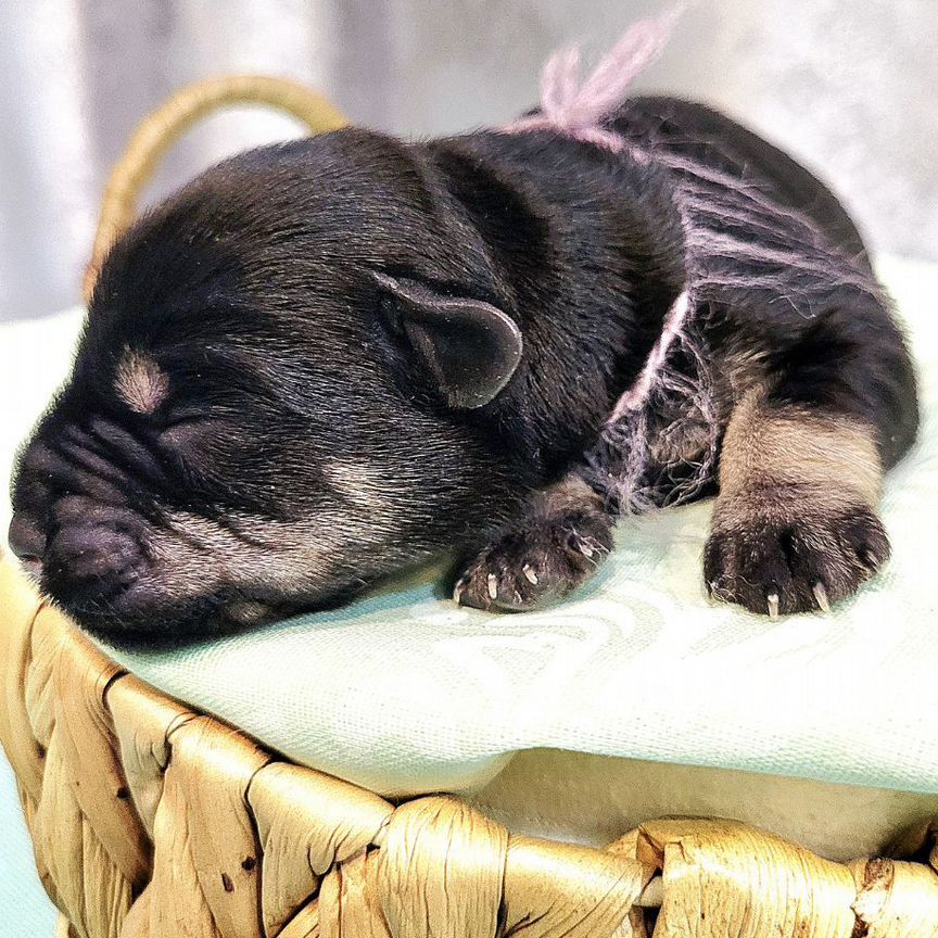 Цвергшнауцер, щенок