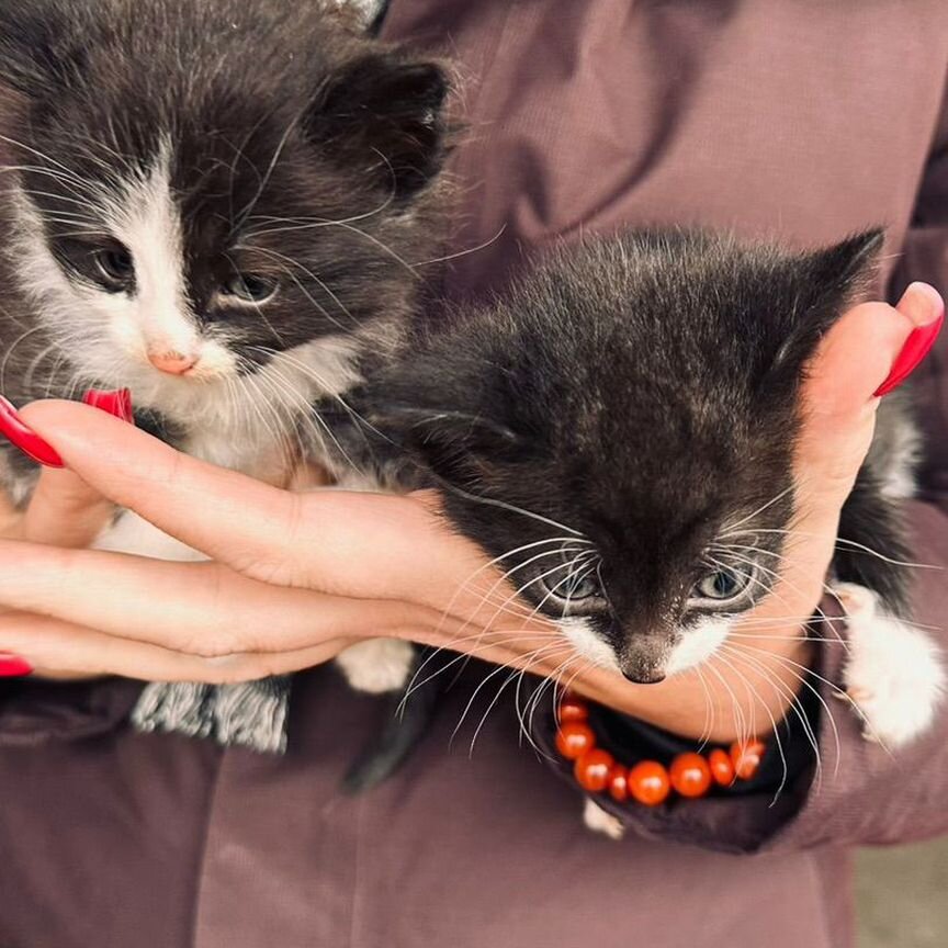 2 маленьких чуда ищут свой дом