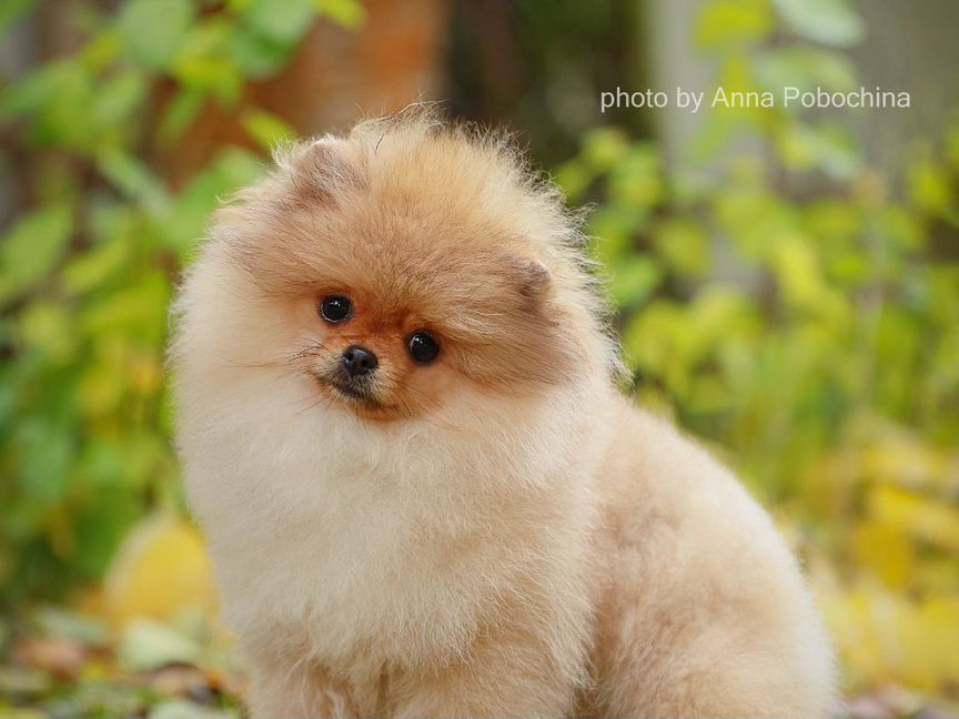 Шпиц Мини девочка