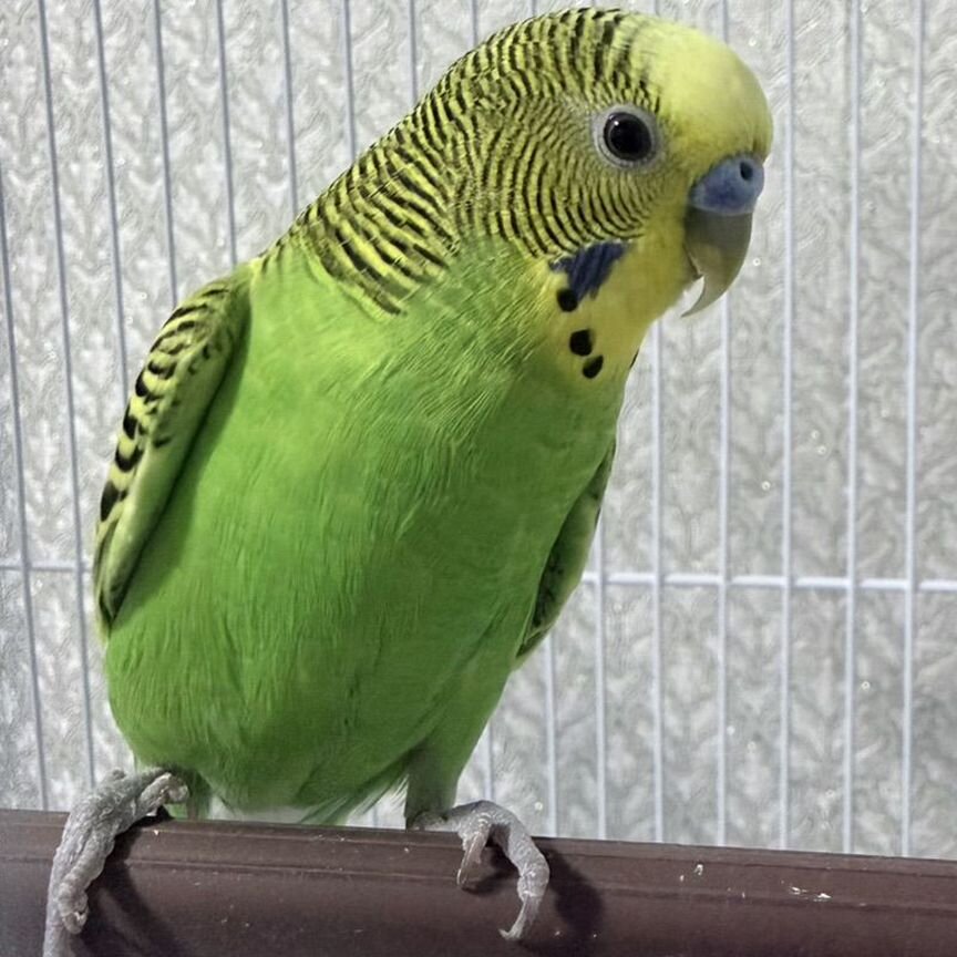 Волнистый попугай с клеткой