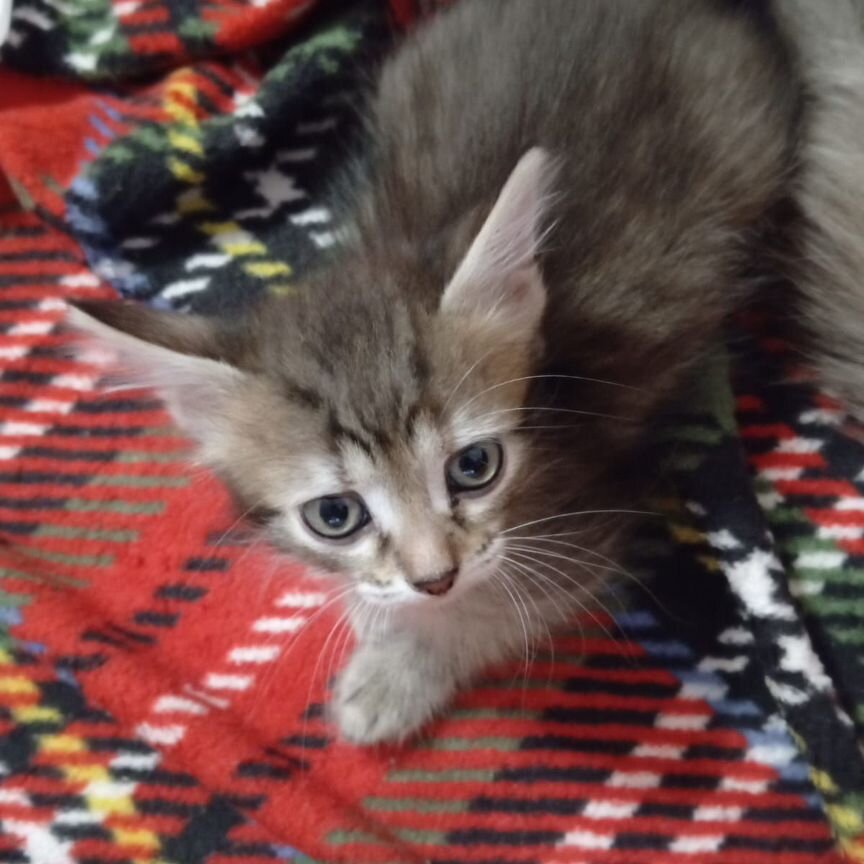 Девочки кошечки