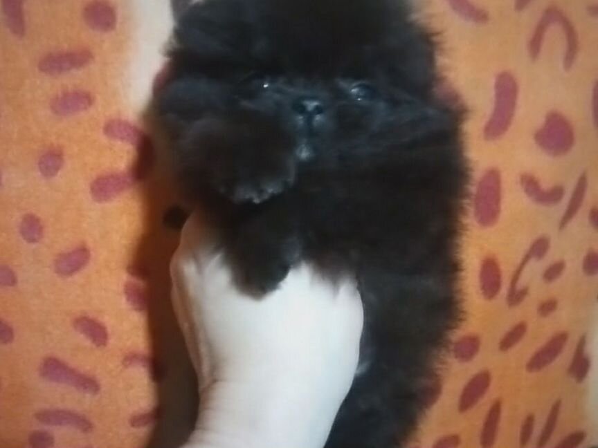 Мини померанец