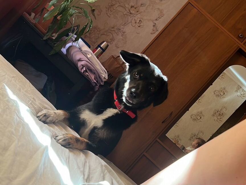 Пес нянька вашему ребенку