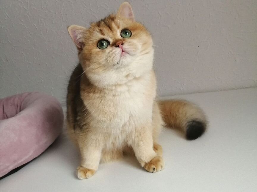 Кошка золотая шиншилла