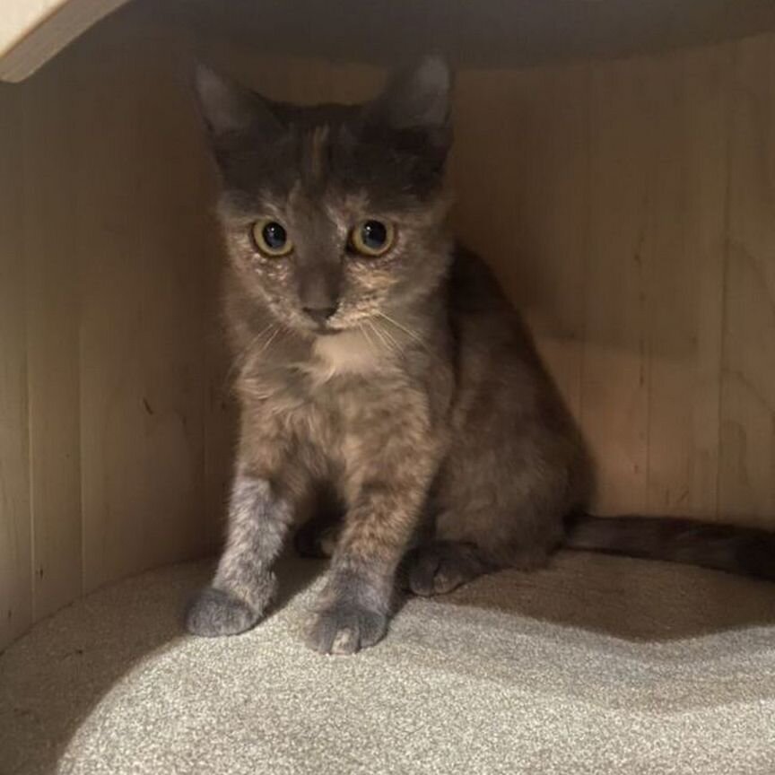 Котенок милая кисонька