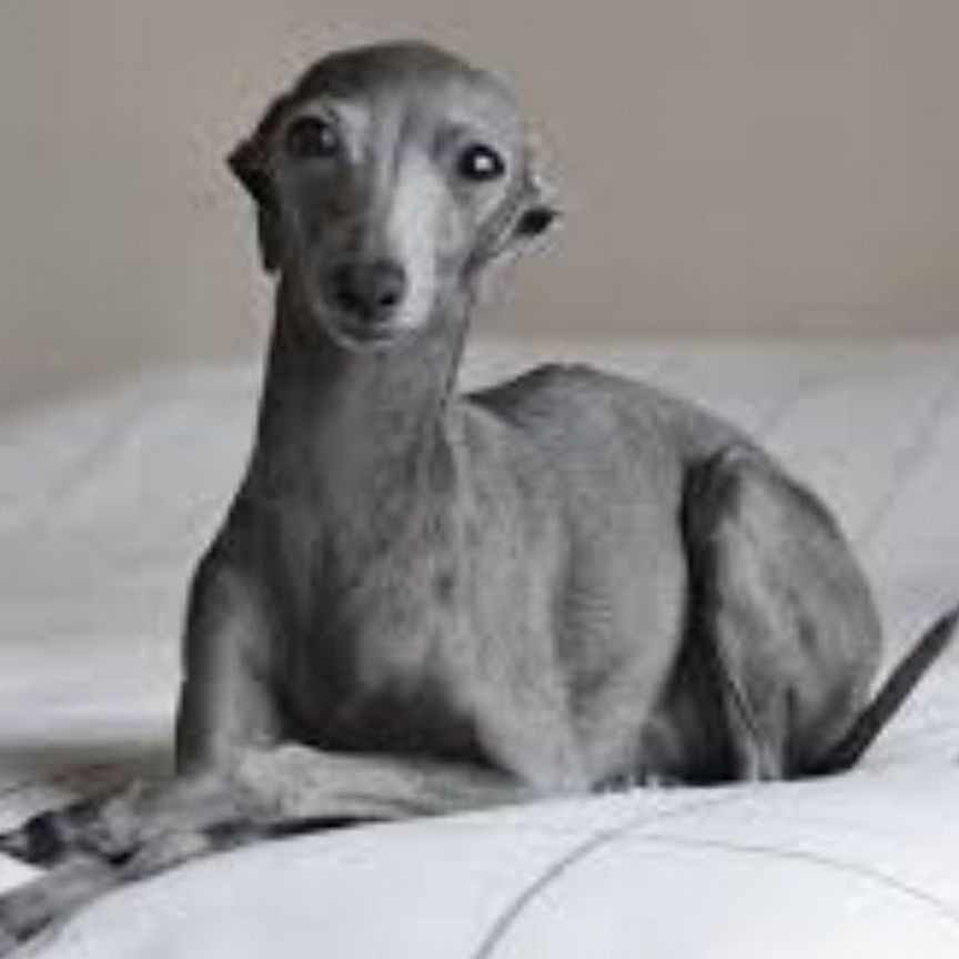 Левретка, щенок