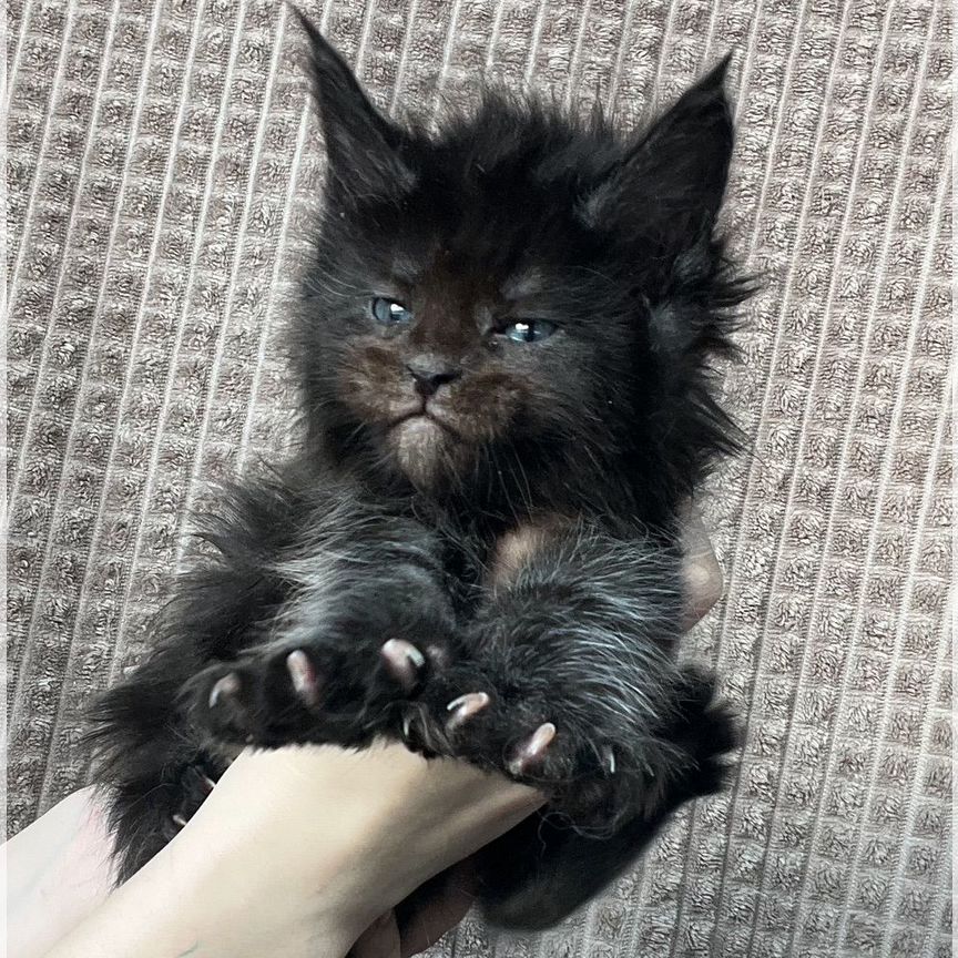 Мейн-кун котёнок