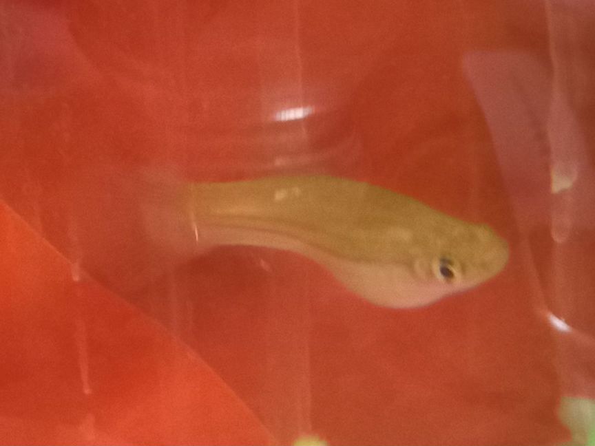 Обмен самки меченосца,на самку пецилии