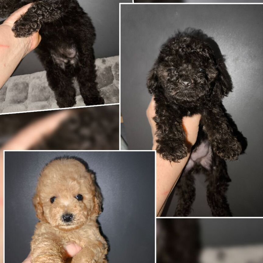 Той-пудель, щенок