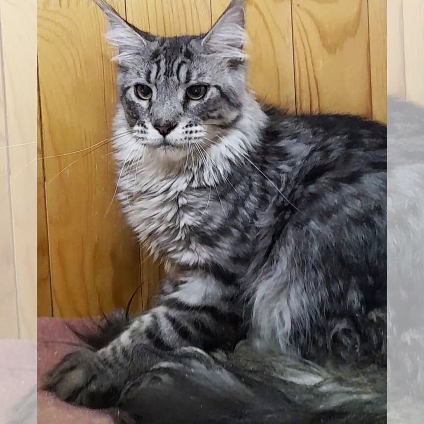 Мейн-кун котёнок